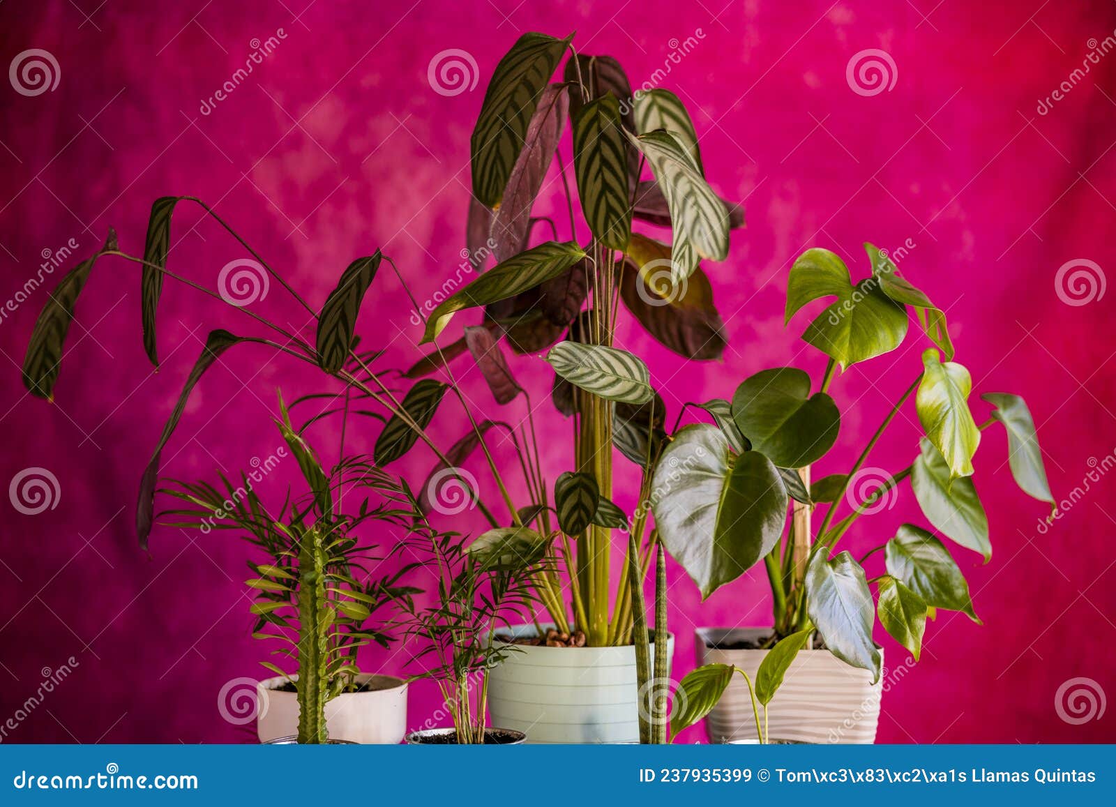 Decorative indoor plants stock image. Image of ecological - 237935399