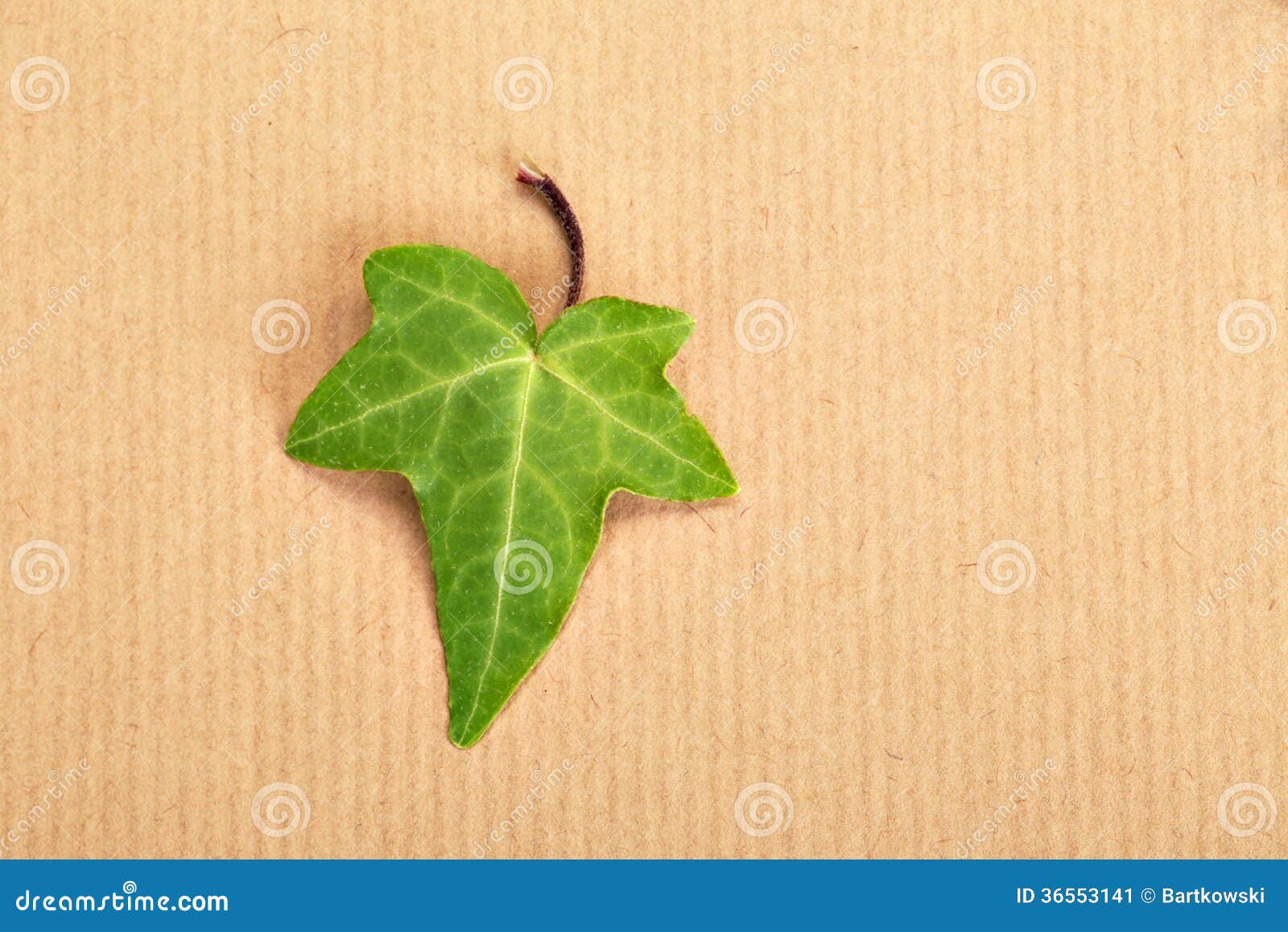 Decorative Ivy on a Wrapping Paper Stock Image - Image of icon, branch ...