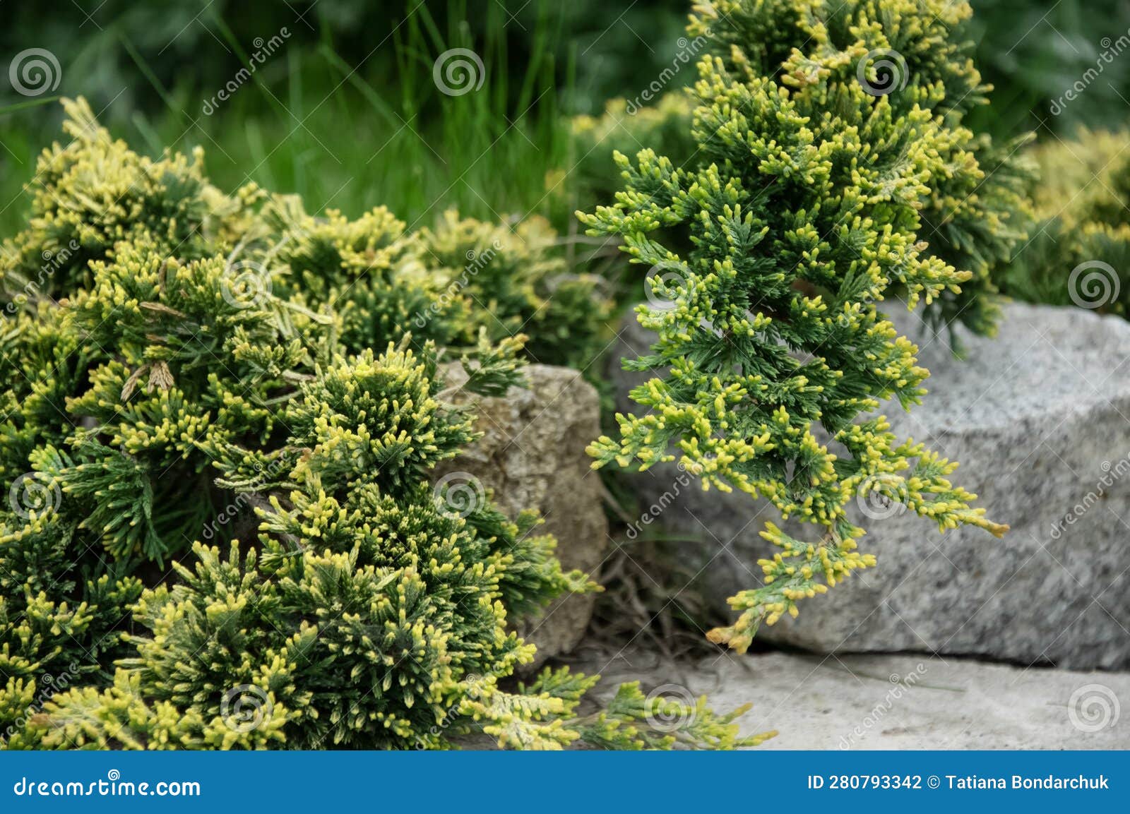 A Decorative Juniper Bush Covers a Stone. Fragment Landscape Design ...