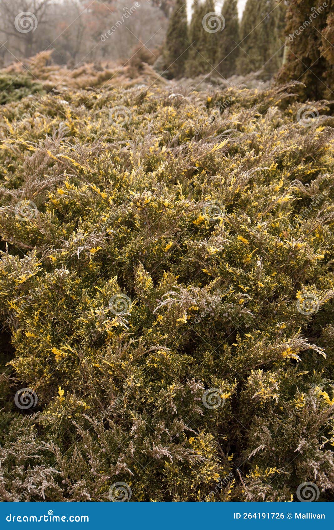 Decorative Juniper with Variegated Yellow Spots Stock Photo - Image of ...