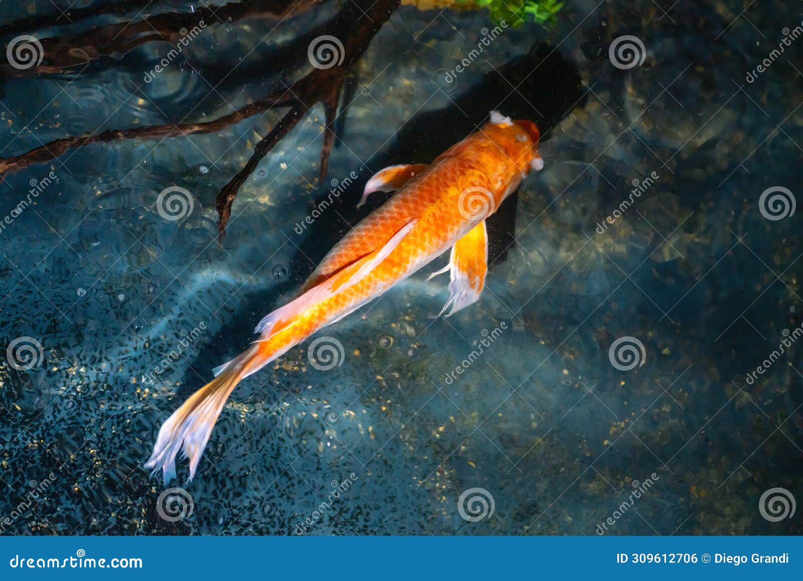 Decorative Koi Fish stock photo. Image of nishikigoi - 309612706