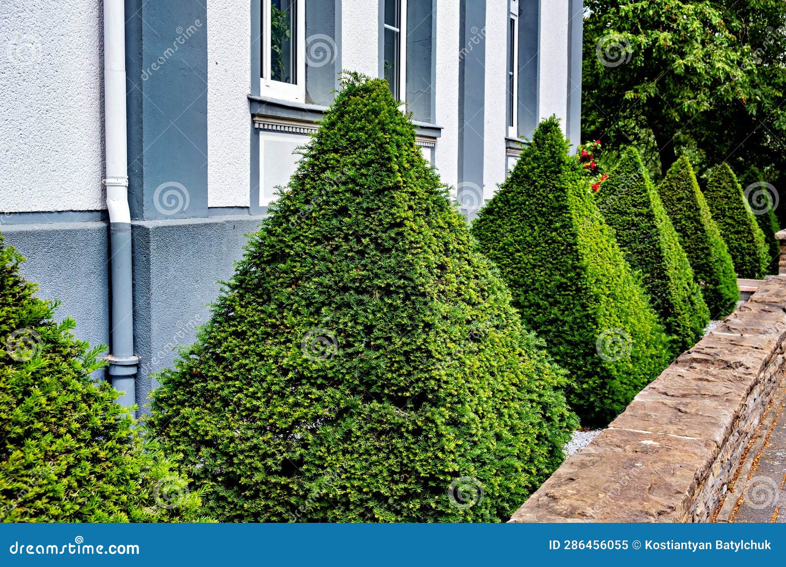 The Green Triangular Leaflets Of The Maidenhair Fern Plant, Called ...