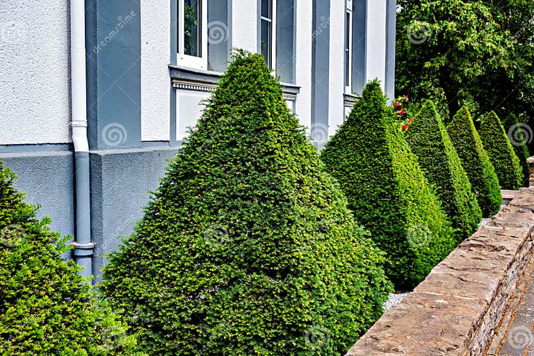 Decorative Landscape in the Form of Green Triangular Shrubs in the ...