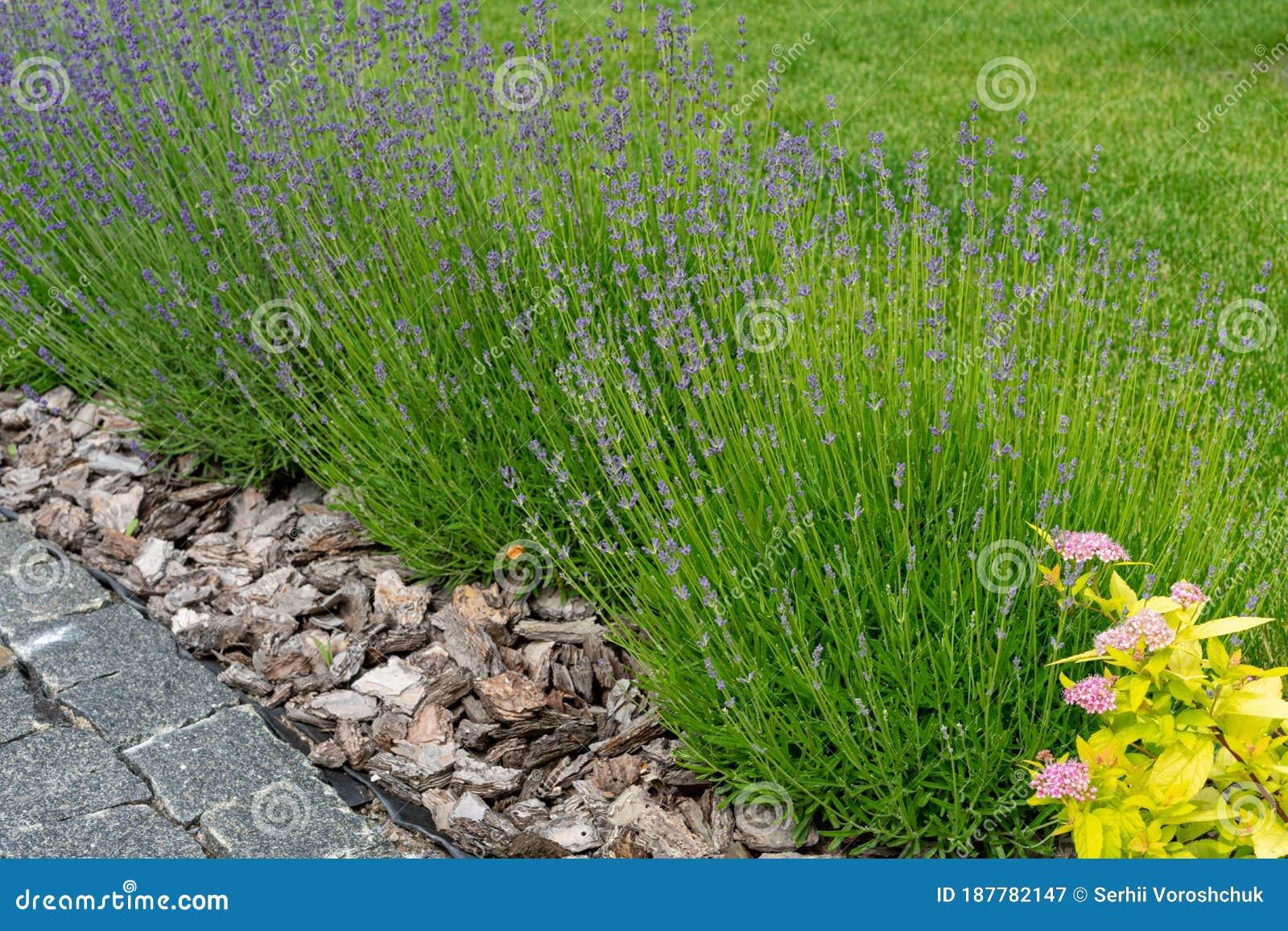 Decorative Landscaping of Parks. Green Bushes Near the Path Stock Image ...