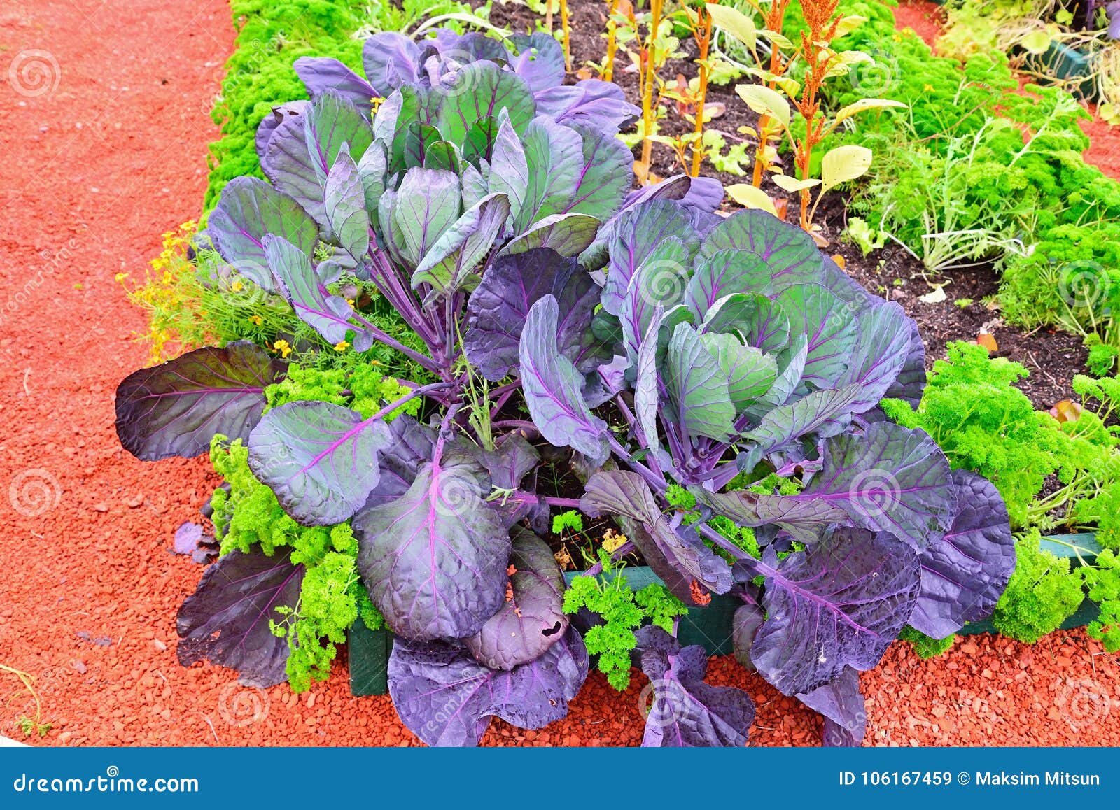 Decorative Large Leaf of Red Cabbage Growing in the Garden in Th Stock ...