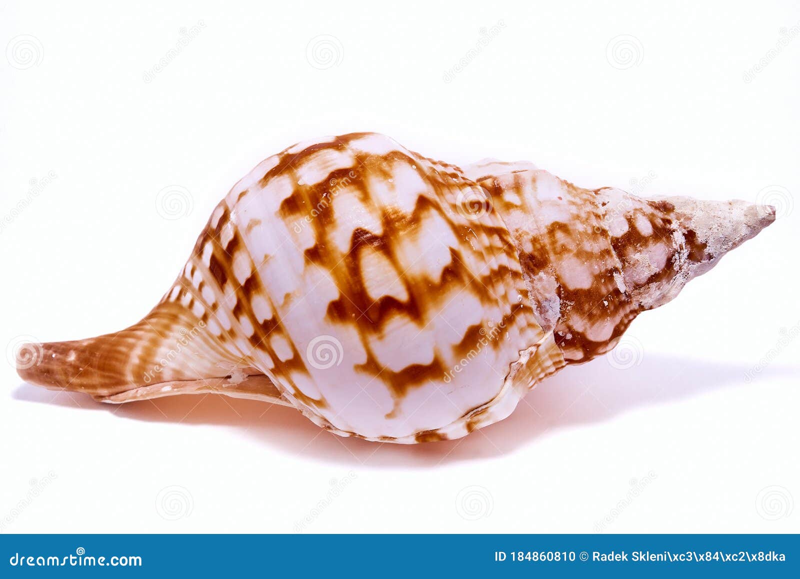 Large Sea Shell, White Background Stock Photo - Image of collection ...