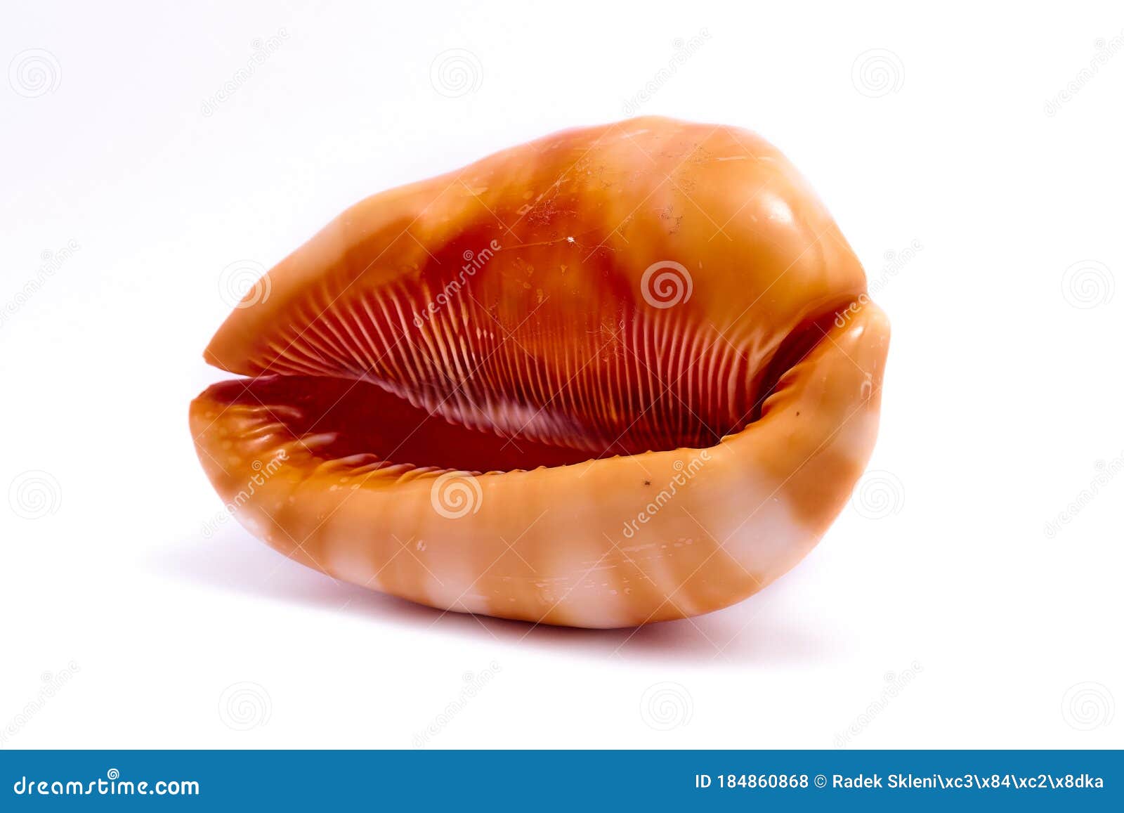 Large Sea Shell, White Background Stock Photo - Image of sand, isolated ...