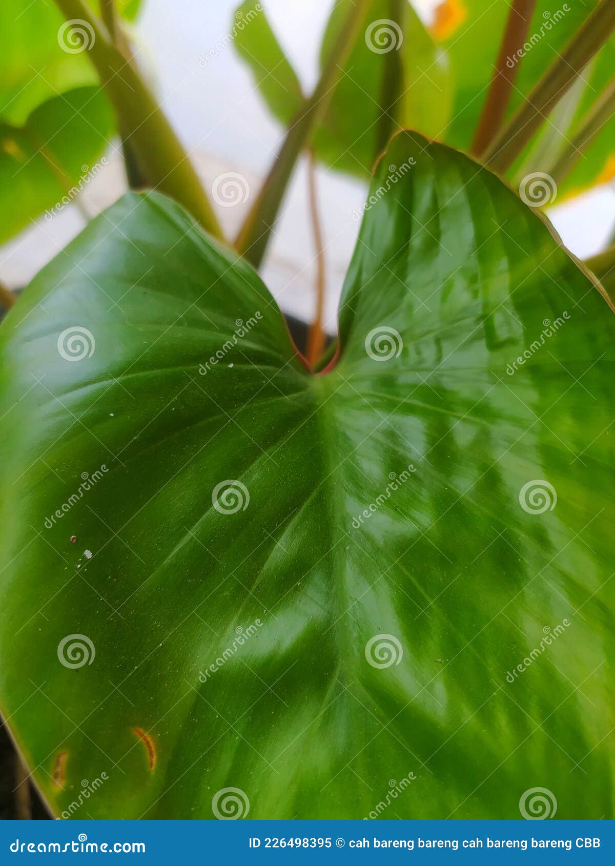 Decorative Leaves in Front of the House Stock Image - Image of front ...