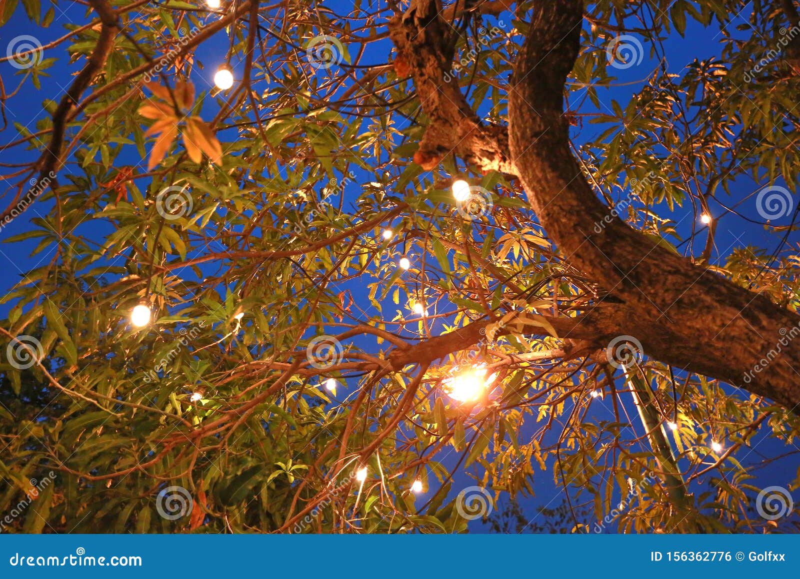 Decorative Light Bulb Hanging on Tree in the Garden at Night Stock ...
