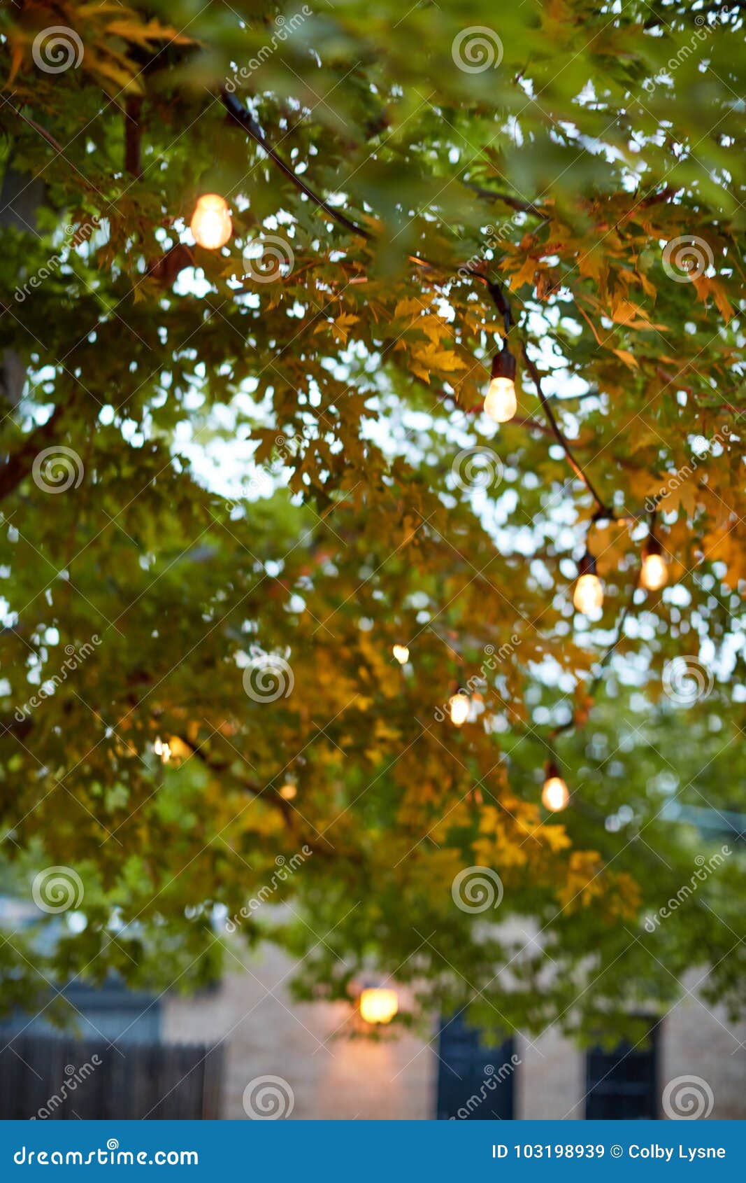 Decorative Lights Glowing in a Tree Stock Image - Image of hanging ...