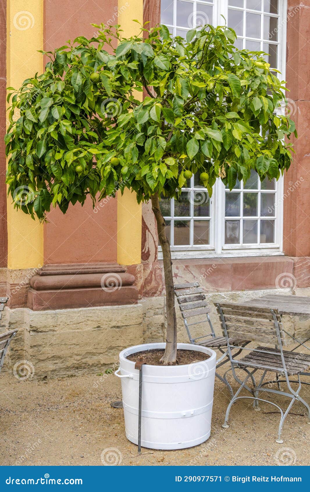 Decorative Lime Tree stock image. Image of food, tropical - 290977571
