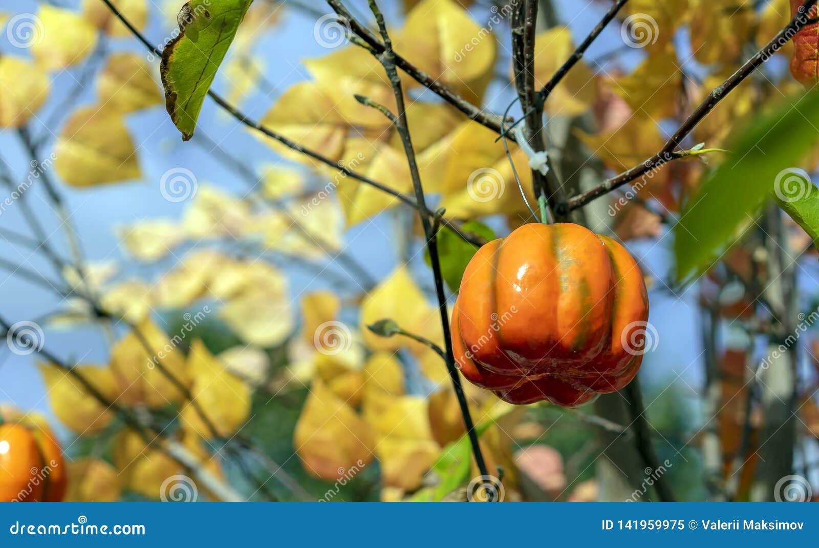 Decorative Little Pumpkin on a Tree Branch Stock Image - Image of farm ...