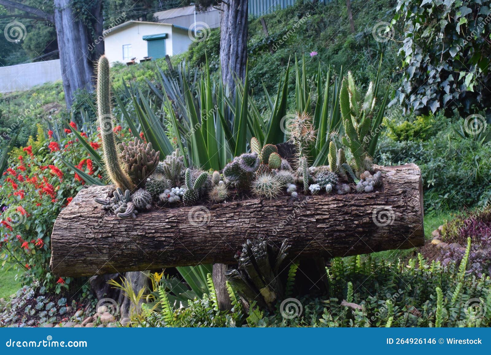 Decorative Log with Different Types of Cacti in the Garden. Stock Photo ...
