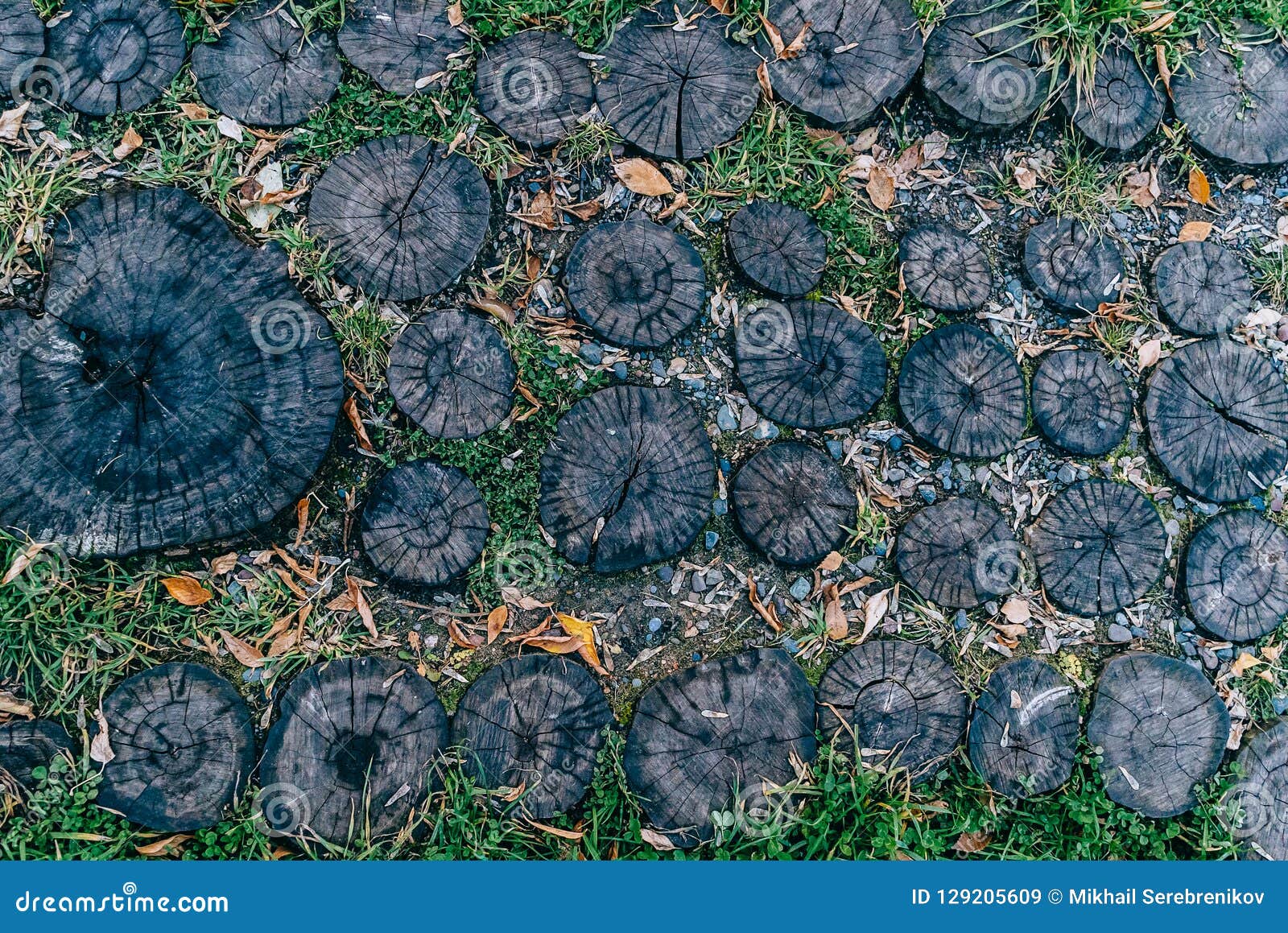 Decorative log path stock image. Image of background - 129205609