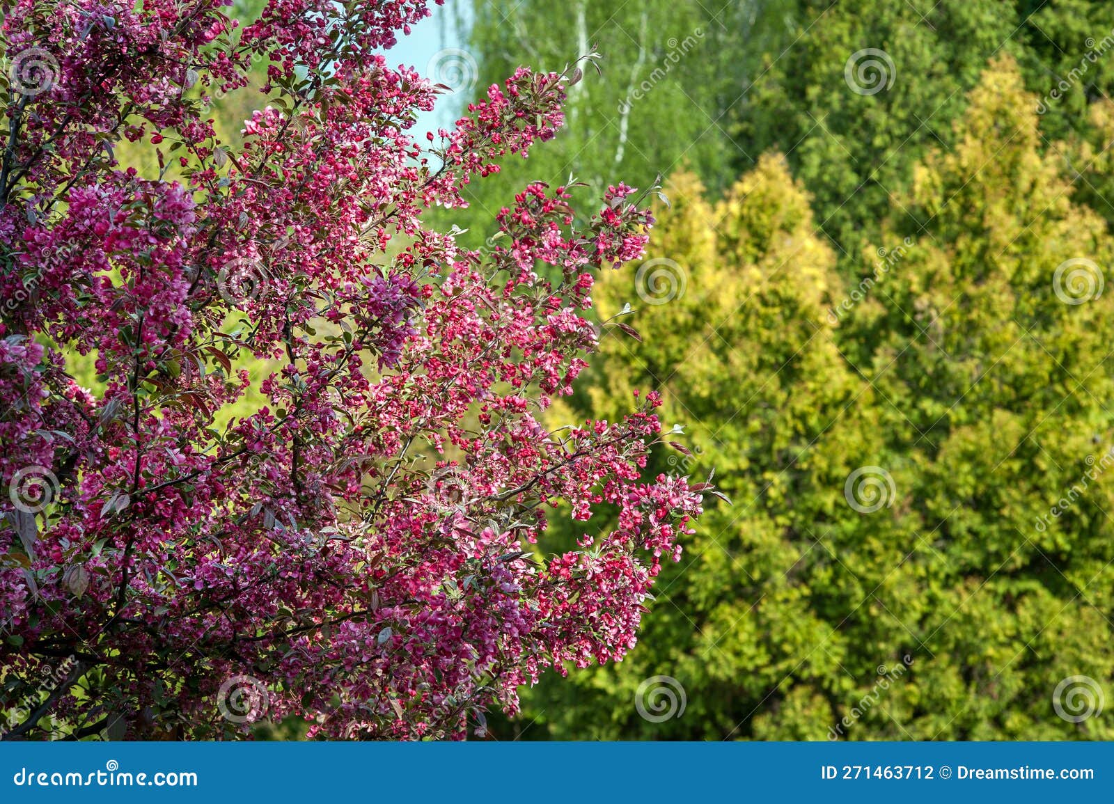 Decorative Malus Apple Flowering in Spring, Bloom Branches Stock Photo ...