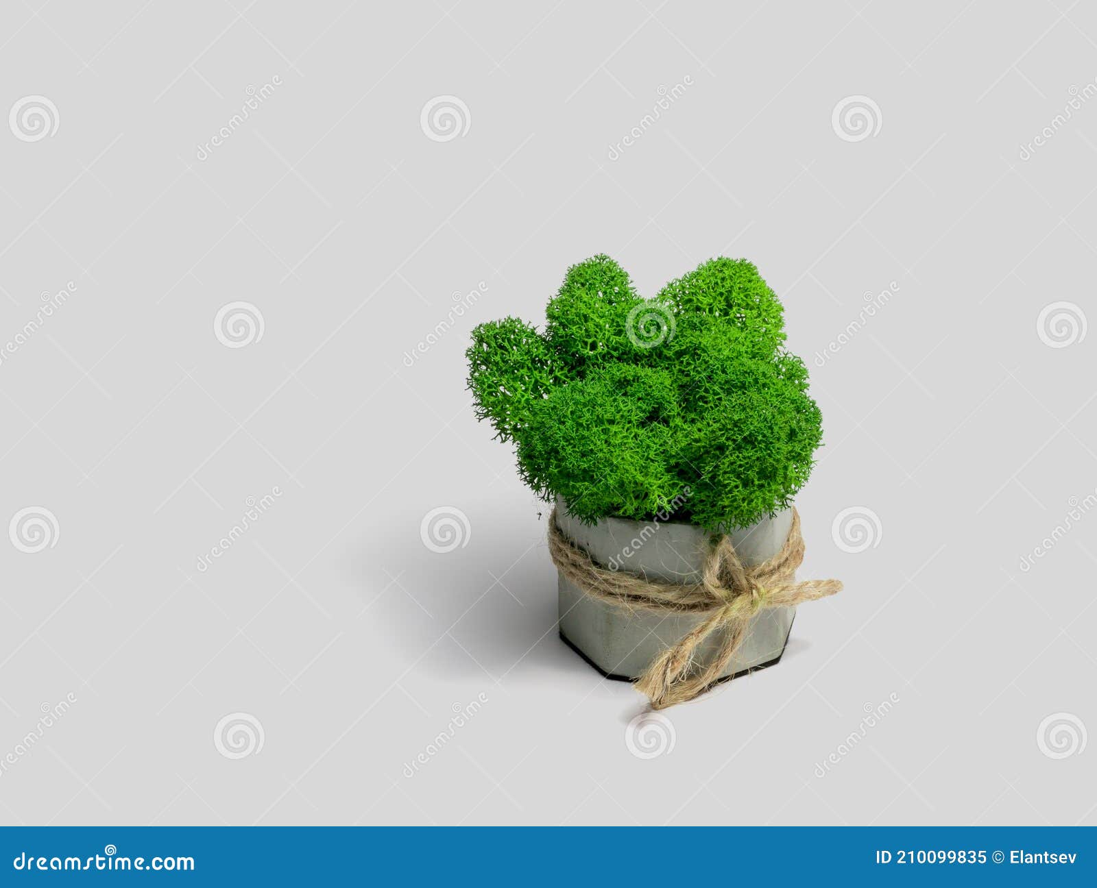 Decorative Moss of Green Color in a Stone Pot on a Light Background ...