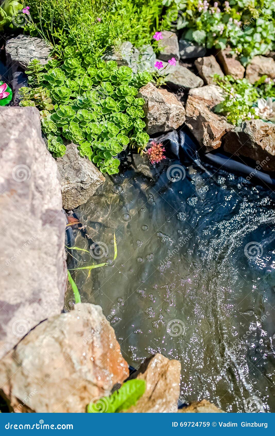 Decorative Moss Growing on the Shore of the Pond Stock Image - Image of ...