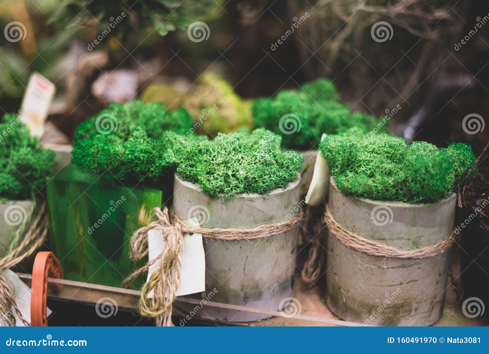 Decorative Moss in a Pot. Moss in the Store. White and Green Pots with ...