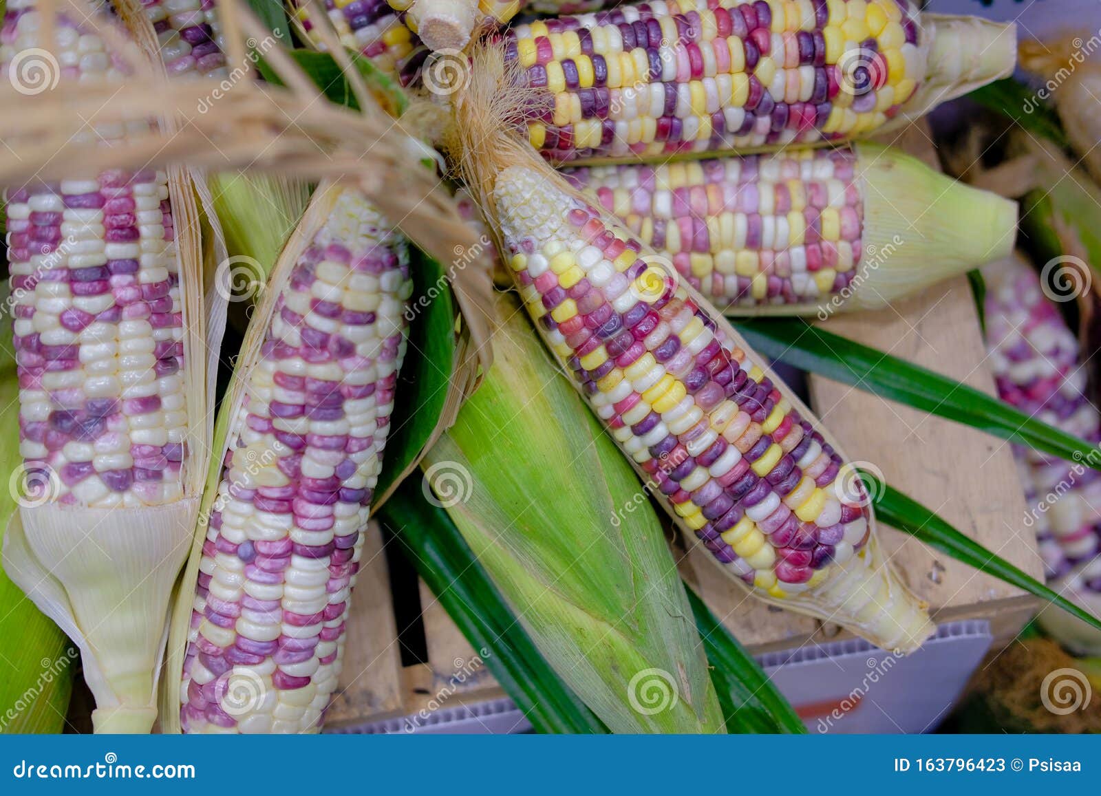 Decorative Multi Colored Sweet Corn Stock Image - Image of yellow, husk ...