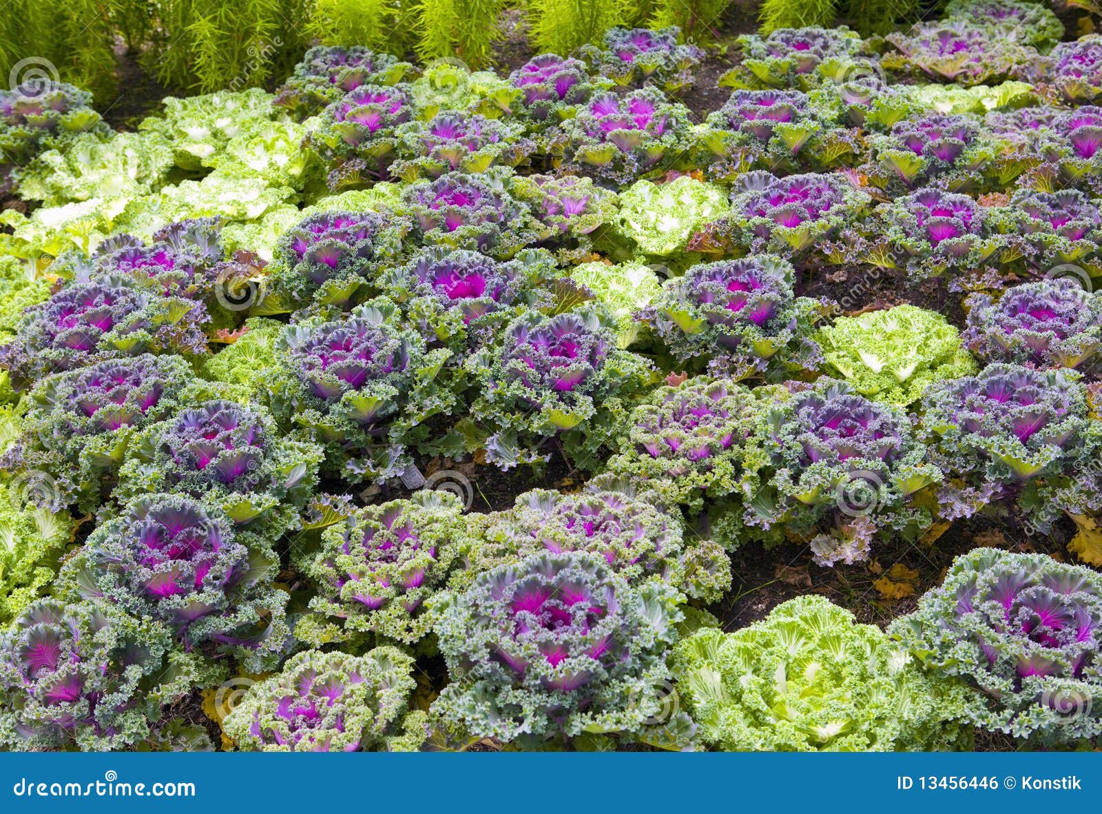 Decorative Multi-coloured Cabbage Stock Photo - Image of agriculture ...