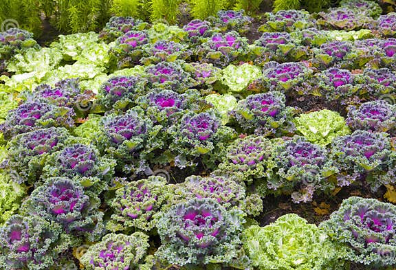 Decorative Multi-coloured Cabbage Stock Photo - Image of agriculture ...