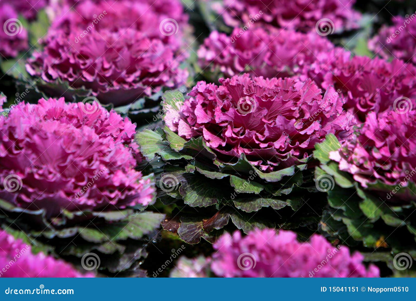 Decorative Multi-coloured Cabbage Stock Image - Image of organic ...