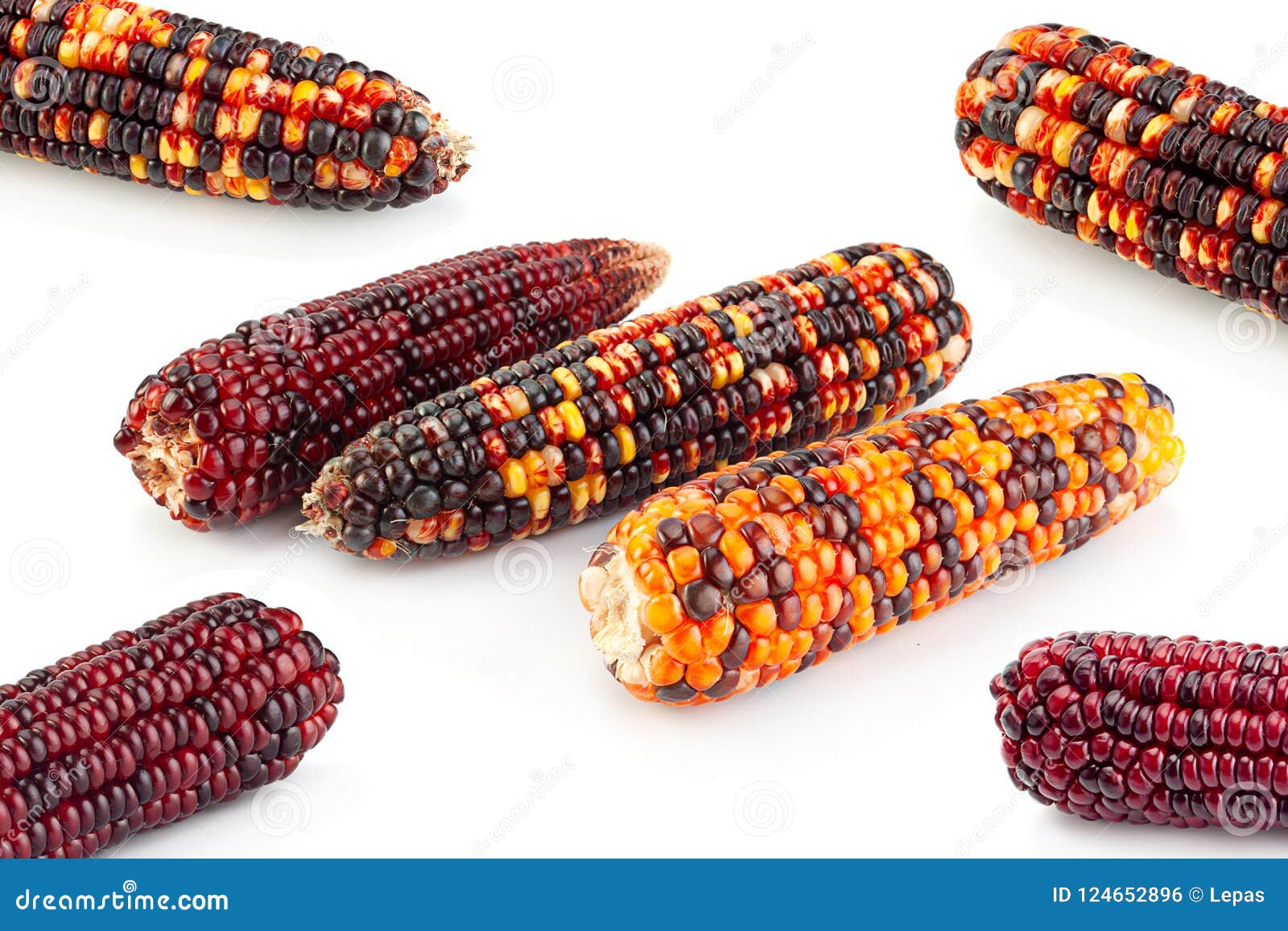 Ornamental Corn Closeup on White Stock Photo - Image of multicolor ...