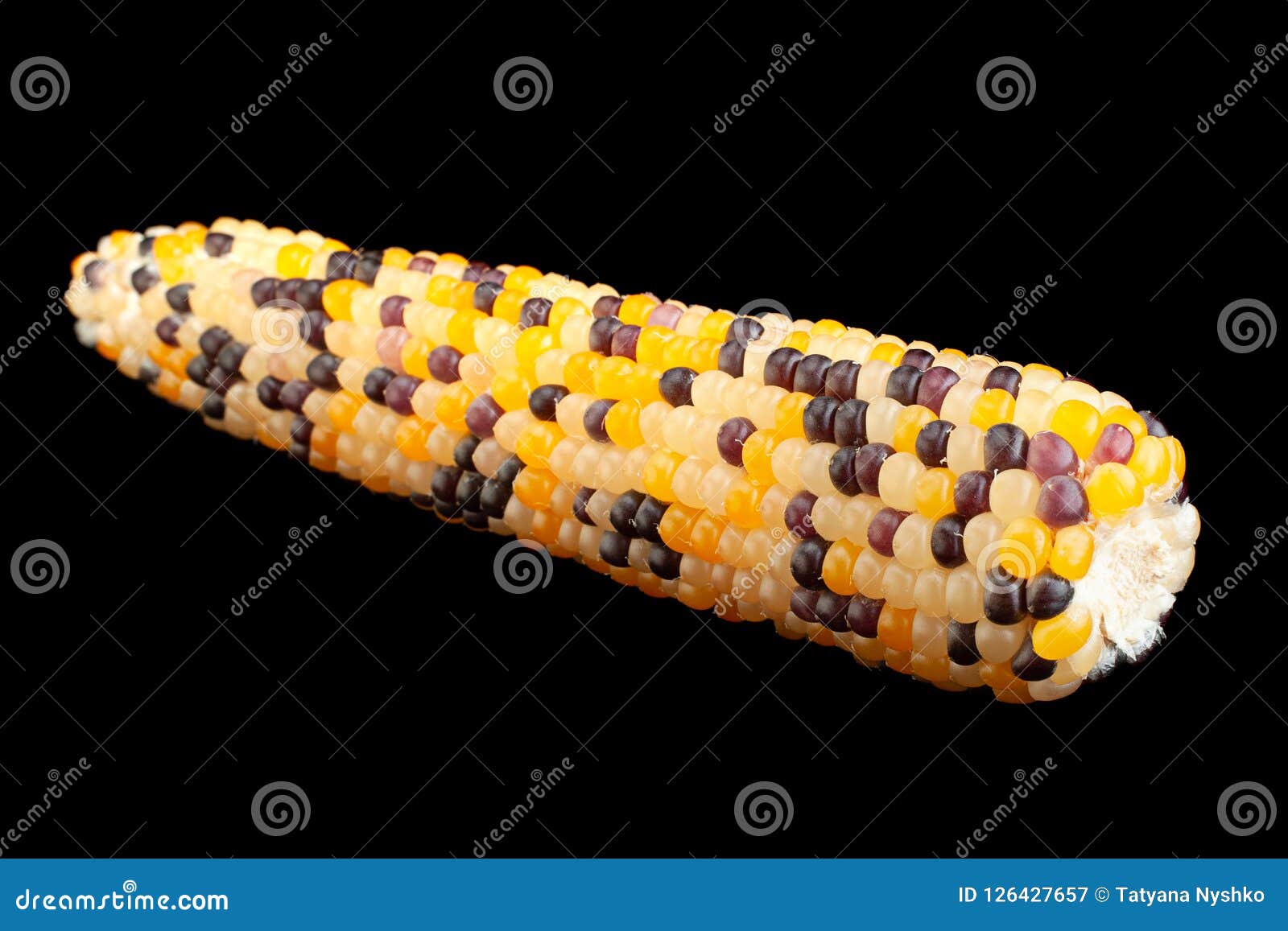 Decorative multicolor corn stock image. Image of maize - 126427657
