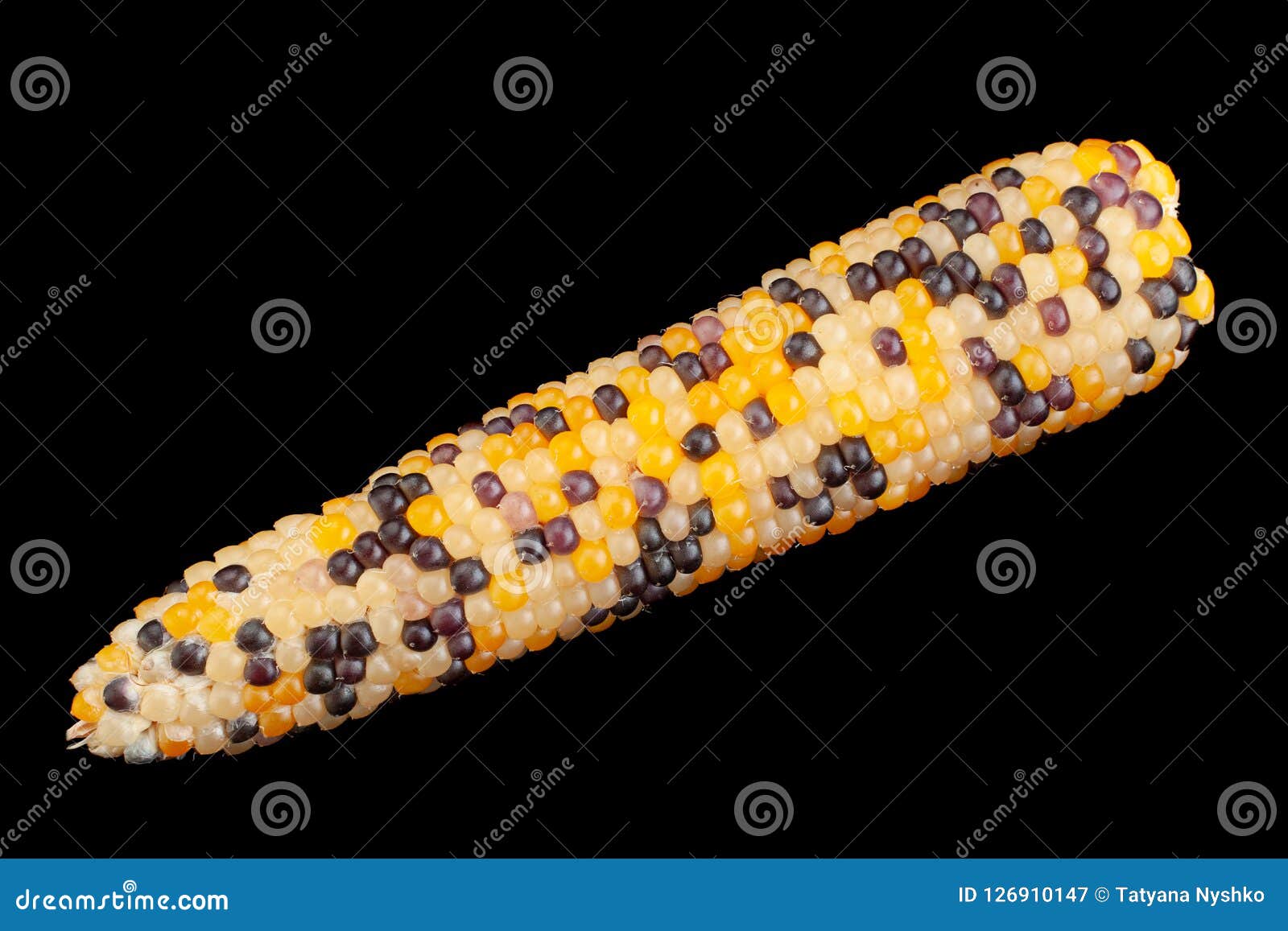 Decorative multicolor corn stock image. Image of vegetable - 126910147