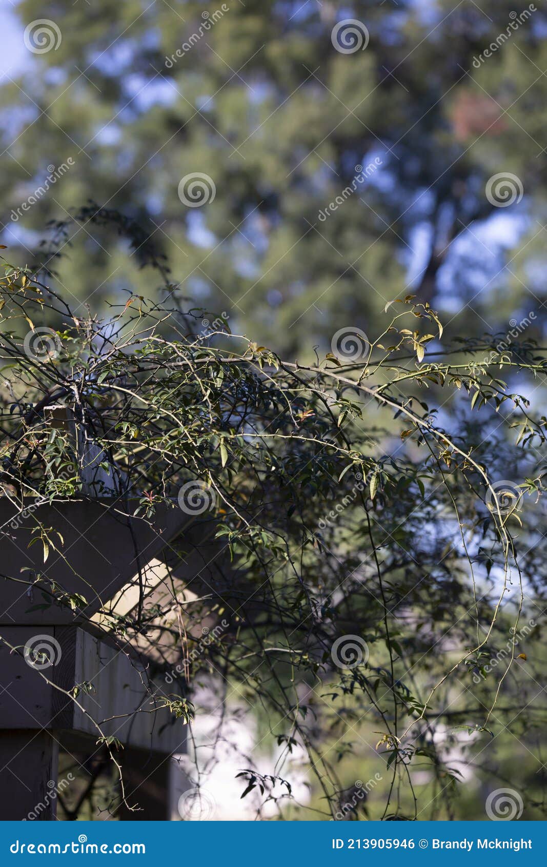 Decorative Native Bramble stock photo. Image of background - 213905946