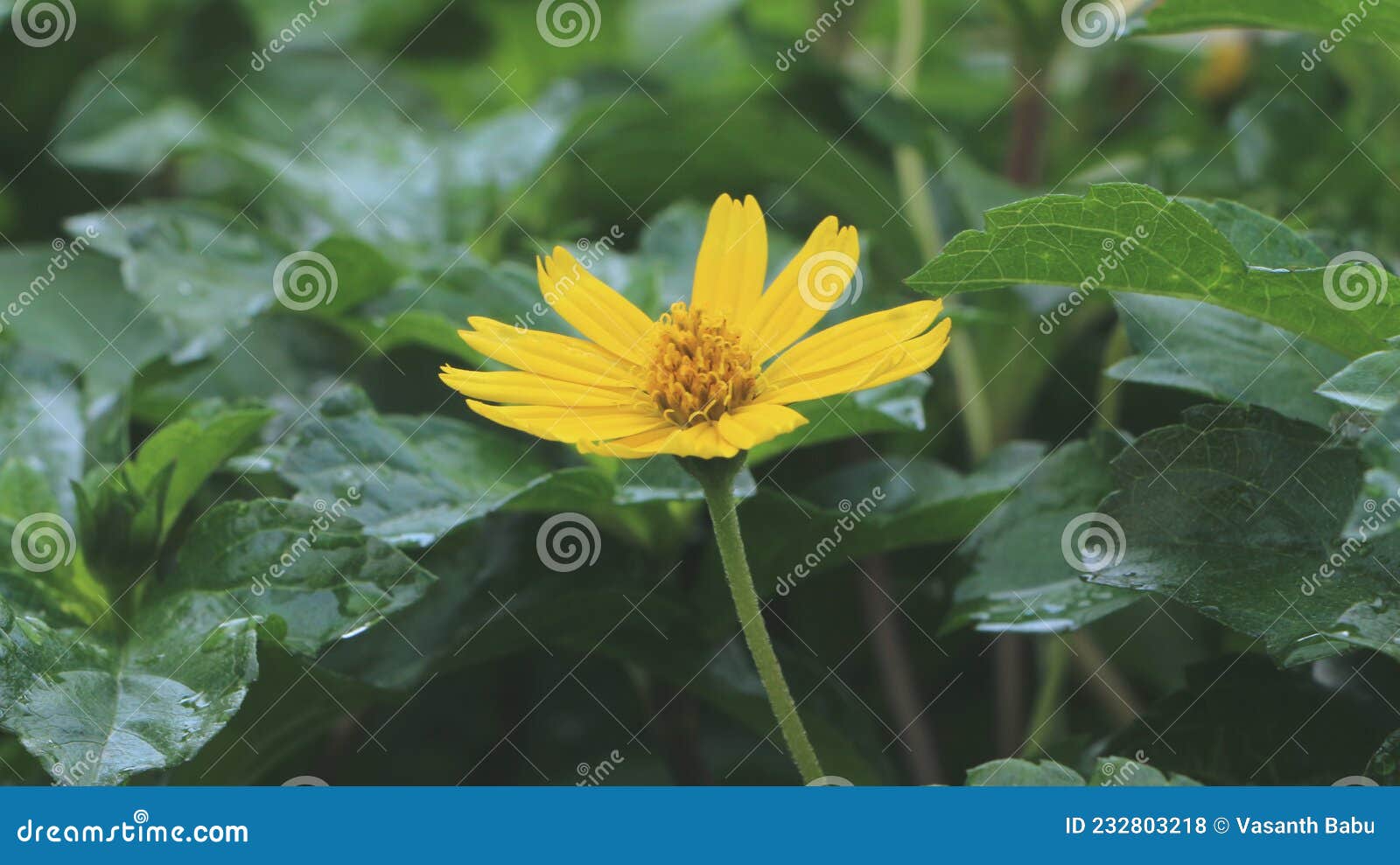 Decorative Natural Yellow Flower in a Garden. Stock Photo - Image of ...