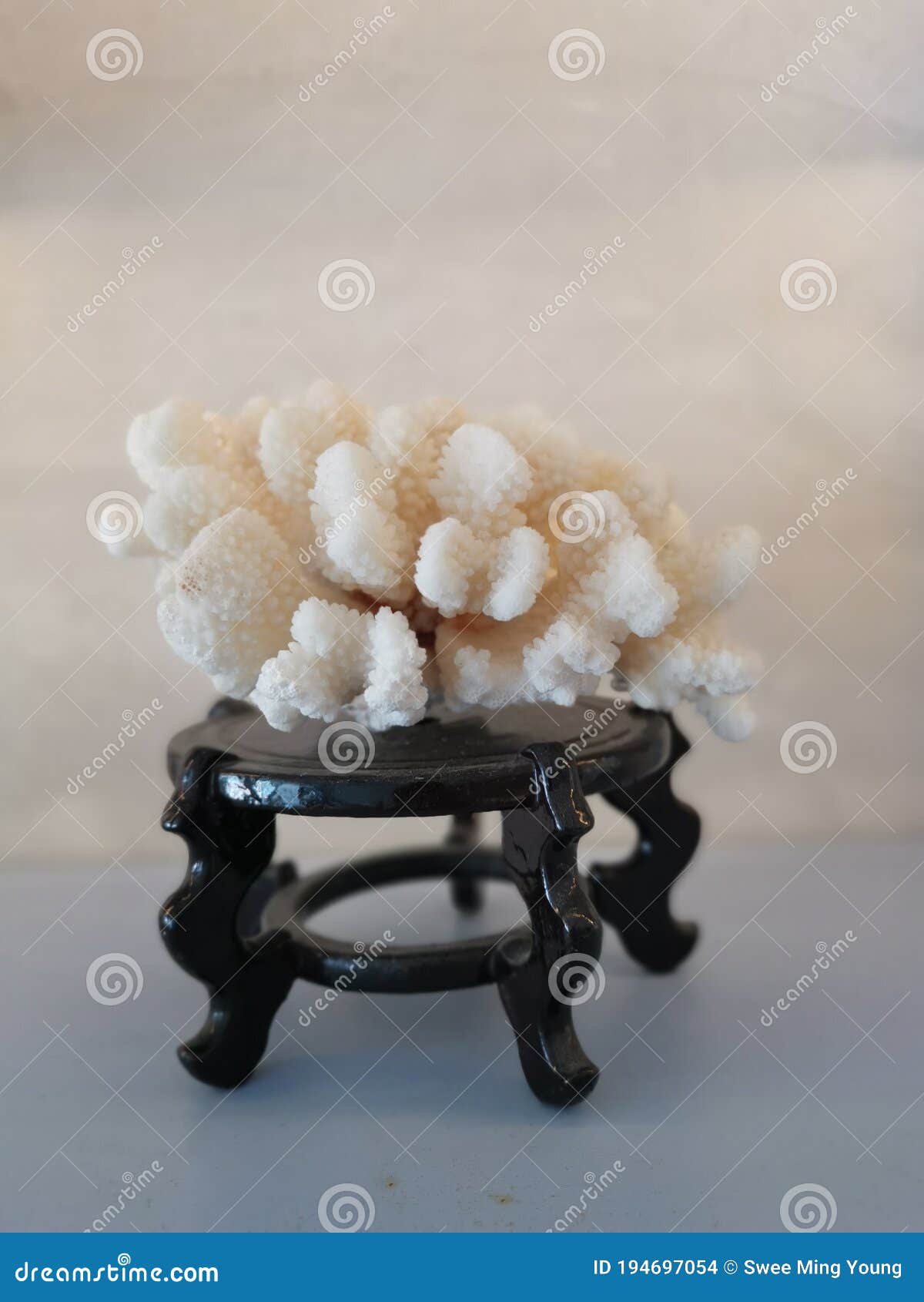 Decorative Display of Dead Coral Shellfish. Stock Photo - Image of ...