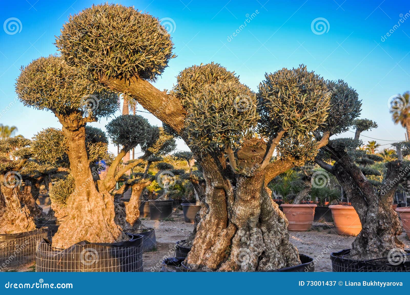 Decorative Olive Trees with Globular Crowns Offered for Sale. Stock ...