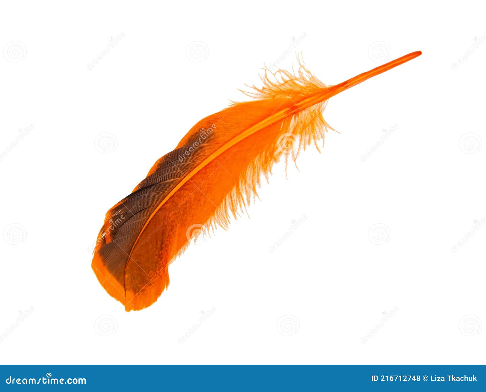 Decorative Orange Feather Isolated on the White Background Stock Photo ...