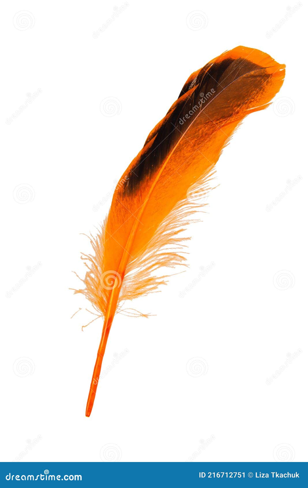 Decorative Orange Feather Isolated on the White Background Stock Image ...