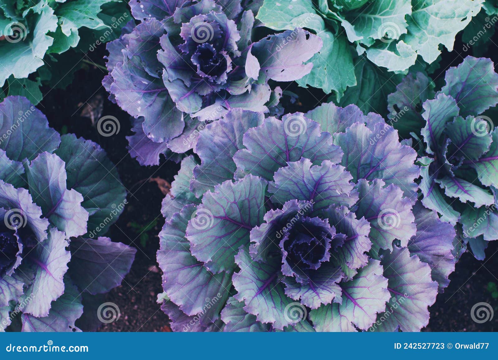 Decorative or Ornamental Cabbage in Blossom Stock Image - Image of ...
