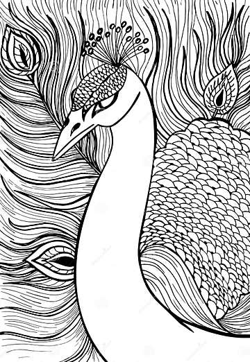 Decorative Ornamental Peacock Stock Vector Illustration Of Feather