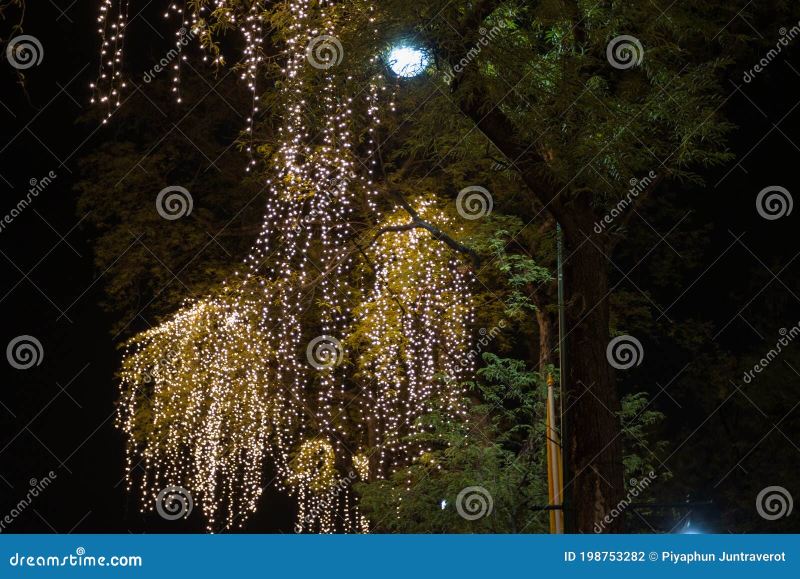 Decorative Outdoor String Lights Hanging on Tree Stock Photo - Image of ...