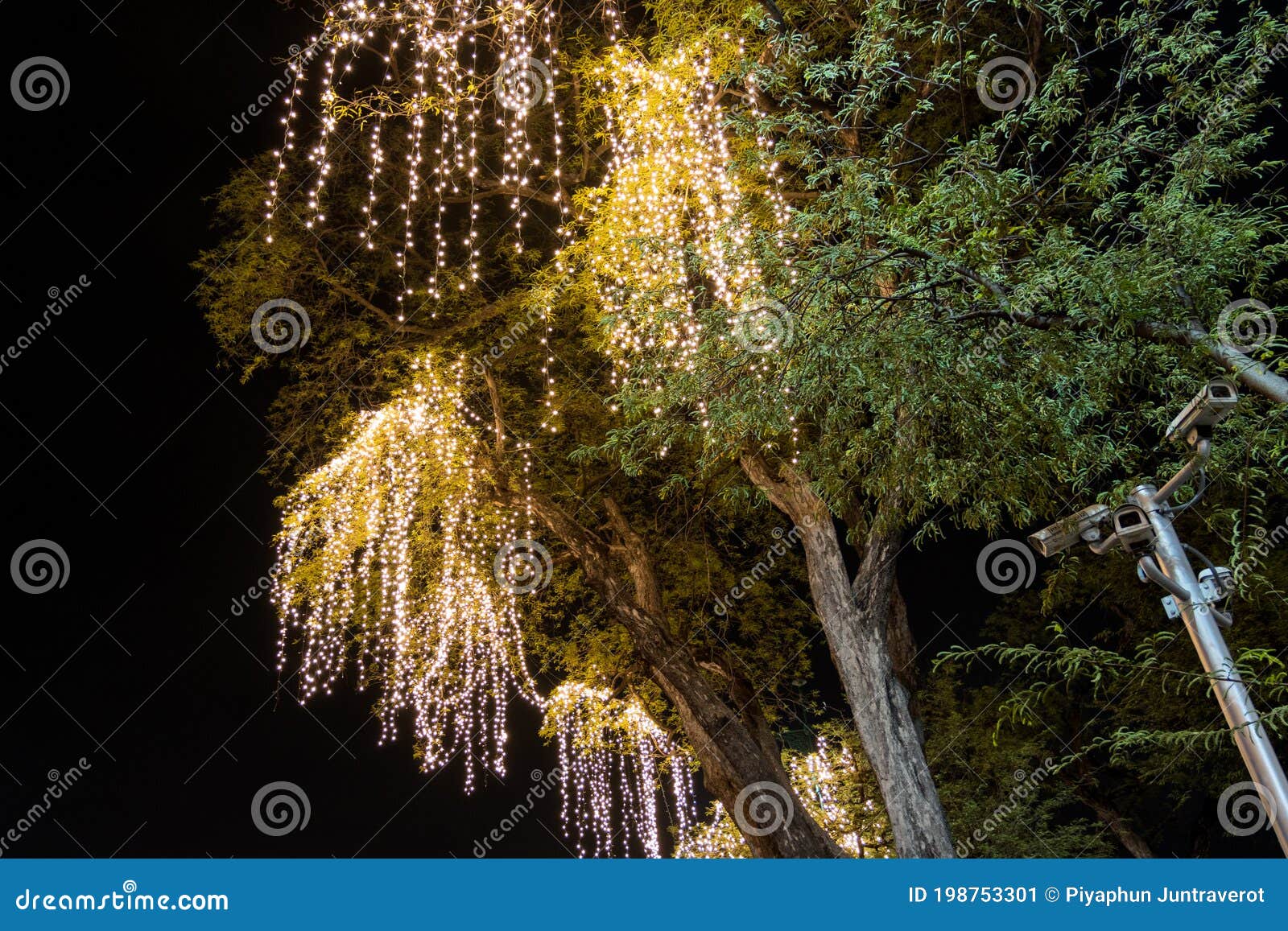 Decorative Outdoor String Lights Hanging on Tree Stock Image - Image of ...