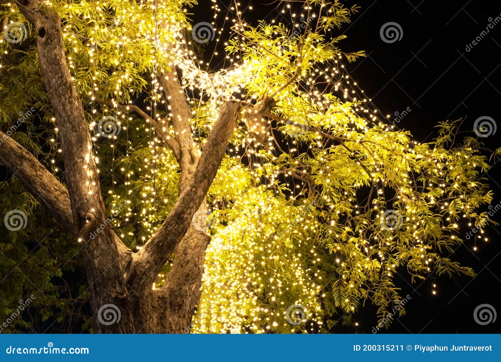 Decorative Outdoor String Lights Hanging on Tree Stock Image - Image of ...