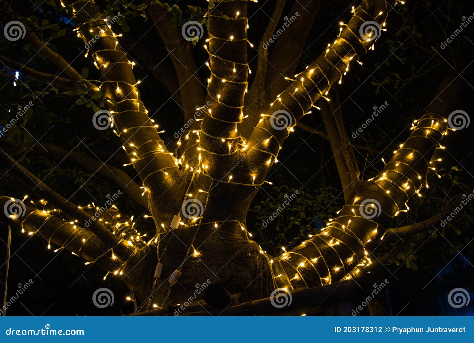 Decorative Outdoor String Lights Hanging on Tree in the Garden at Night ...