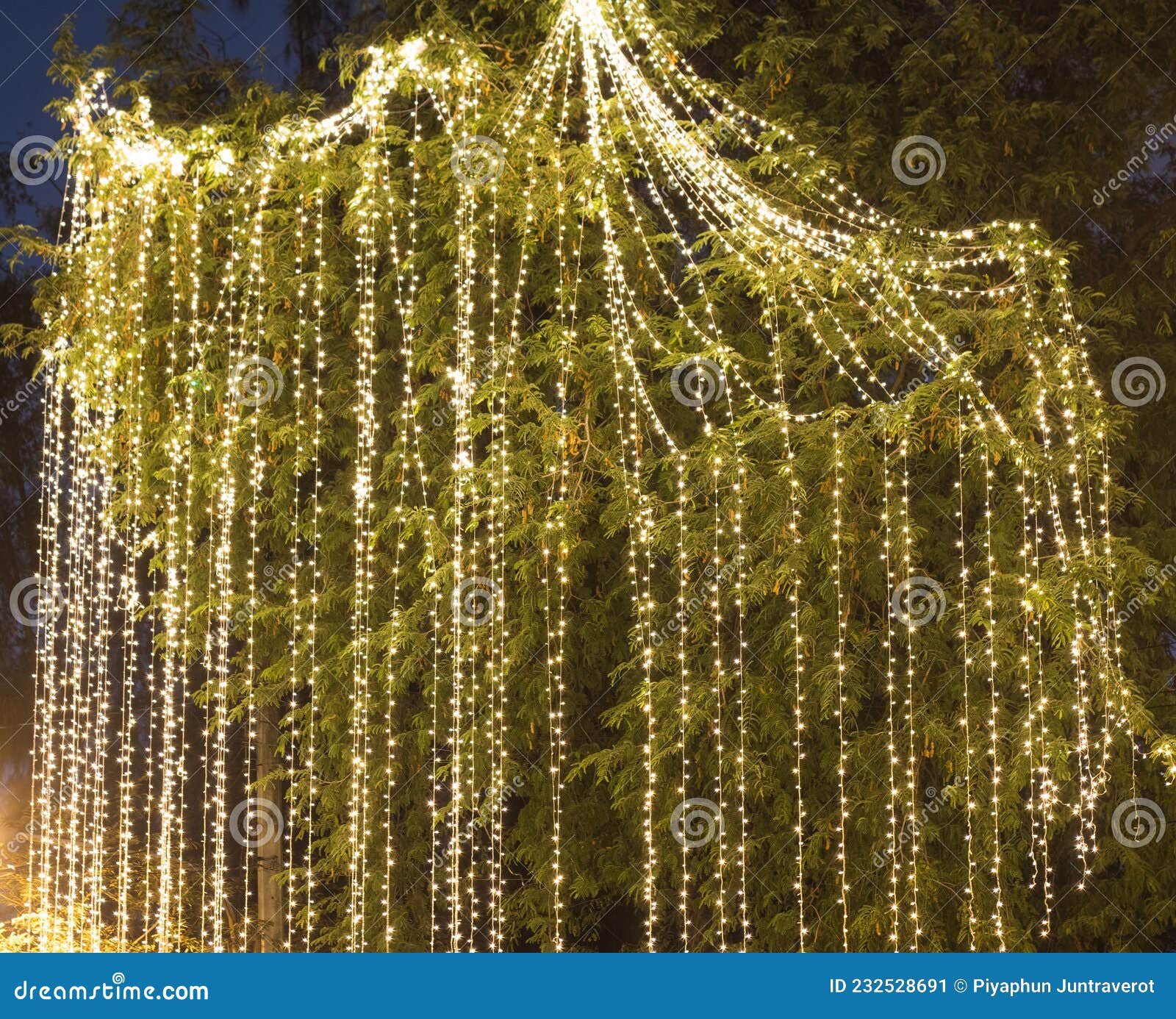 Decorative Outdoor String Lights Hanging on Tree in the Garden at Night ...