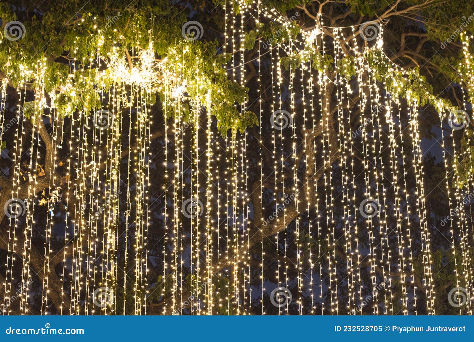 Decorative Outdoor String Lights Hanging on Tree in the Garden at Night ...