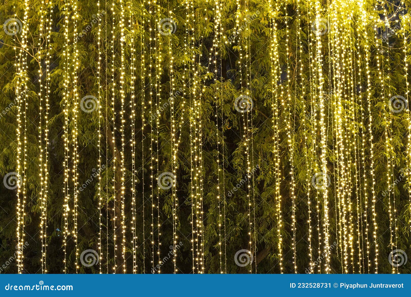 Decorative Outdoor String Lights Hanging on Tree in the Garden at Night ...