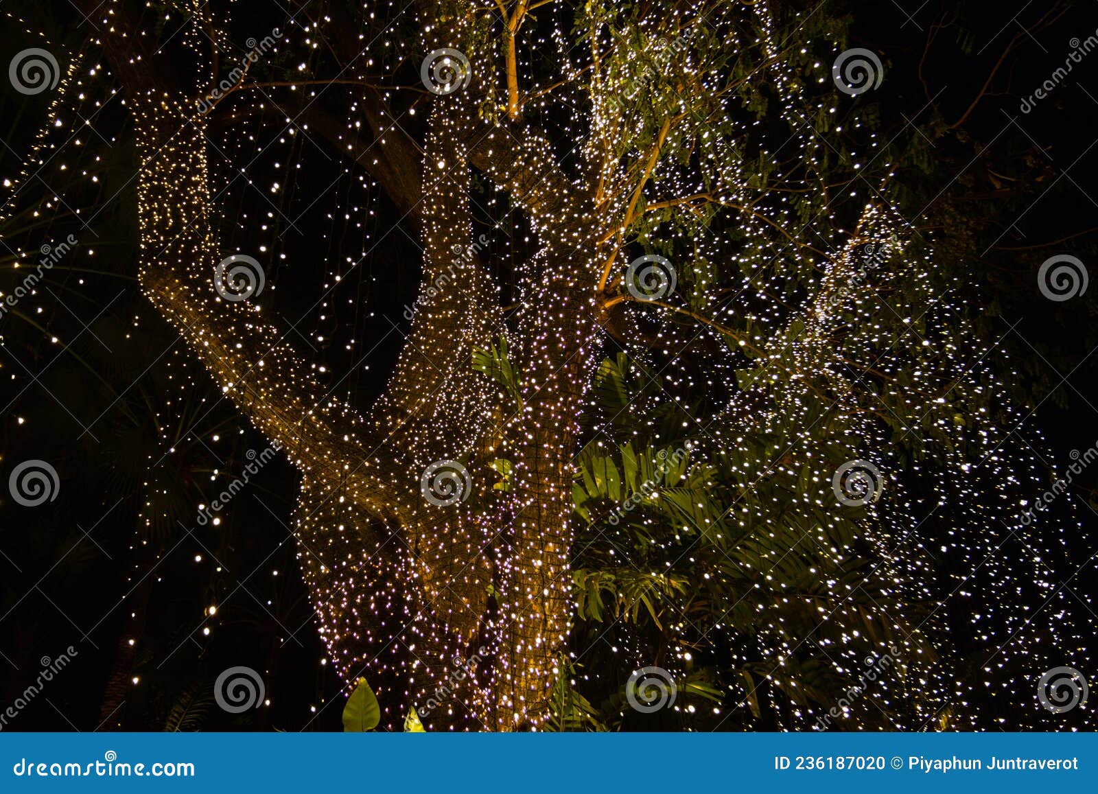 Decorative Outdoor String Lights Hanging on Tree in the Garden at Night ...