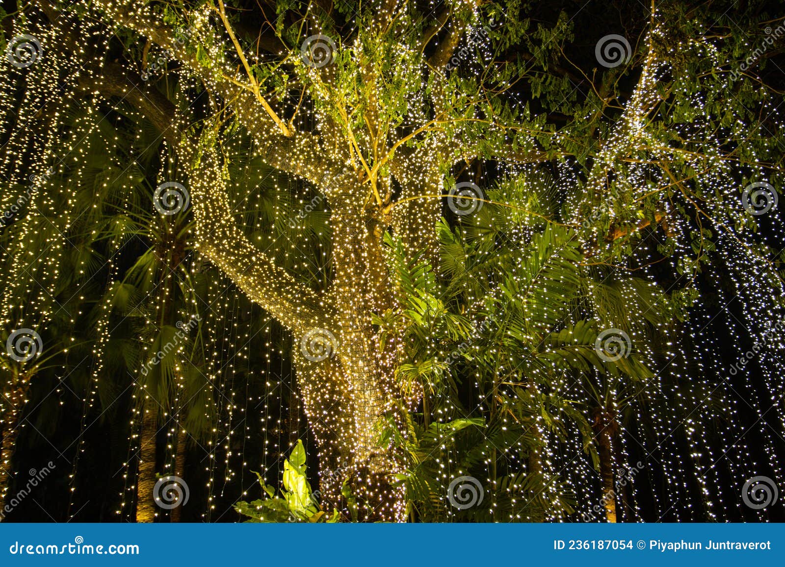 Decorative Outdoor String Lights Hanging on Tree in the Garden at Night ...