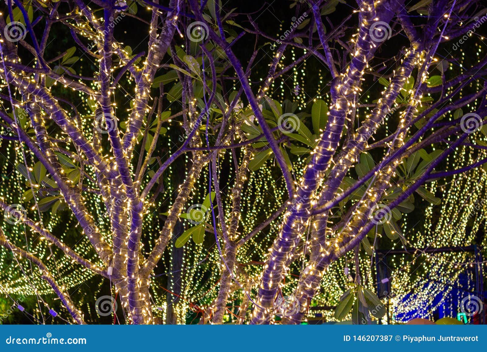 Decorative Outdoor String Lights Hanging on Tree in the Garden at Night ...
