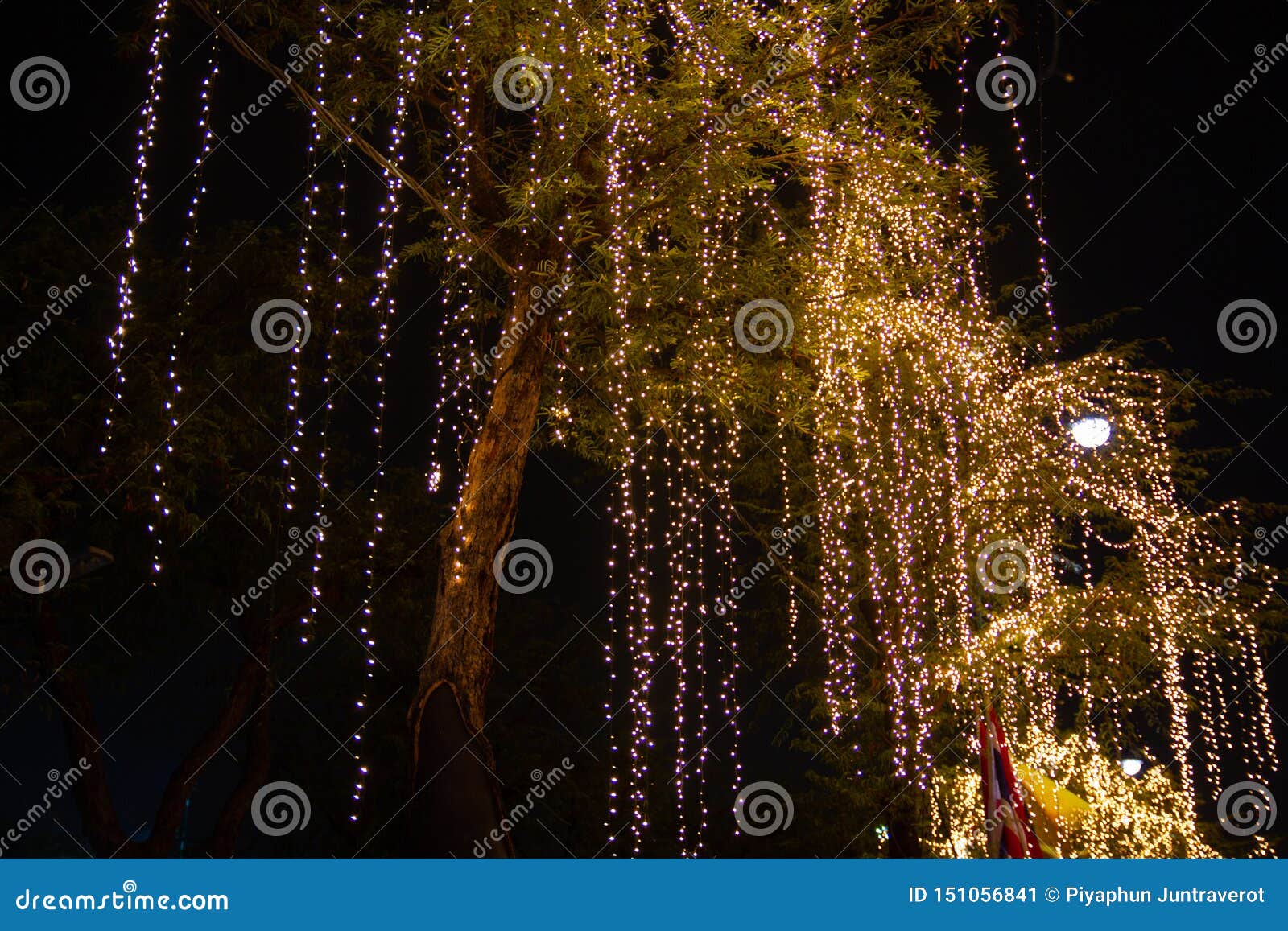 Decorative Outdoor String Lights Hanging on Tree in the Garden at Night ...