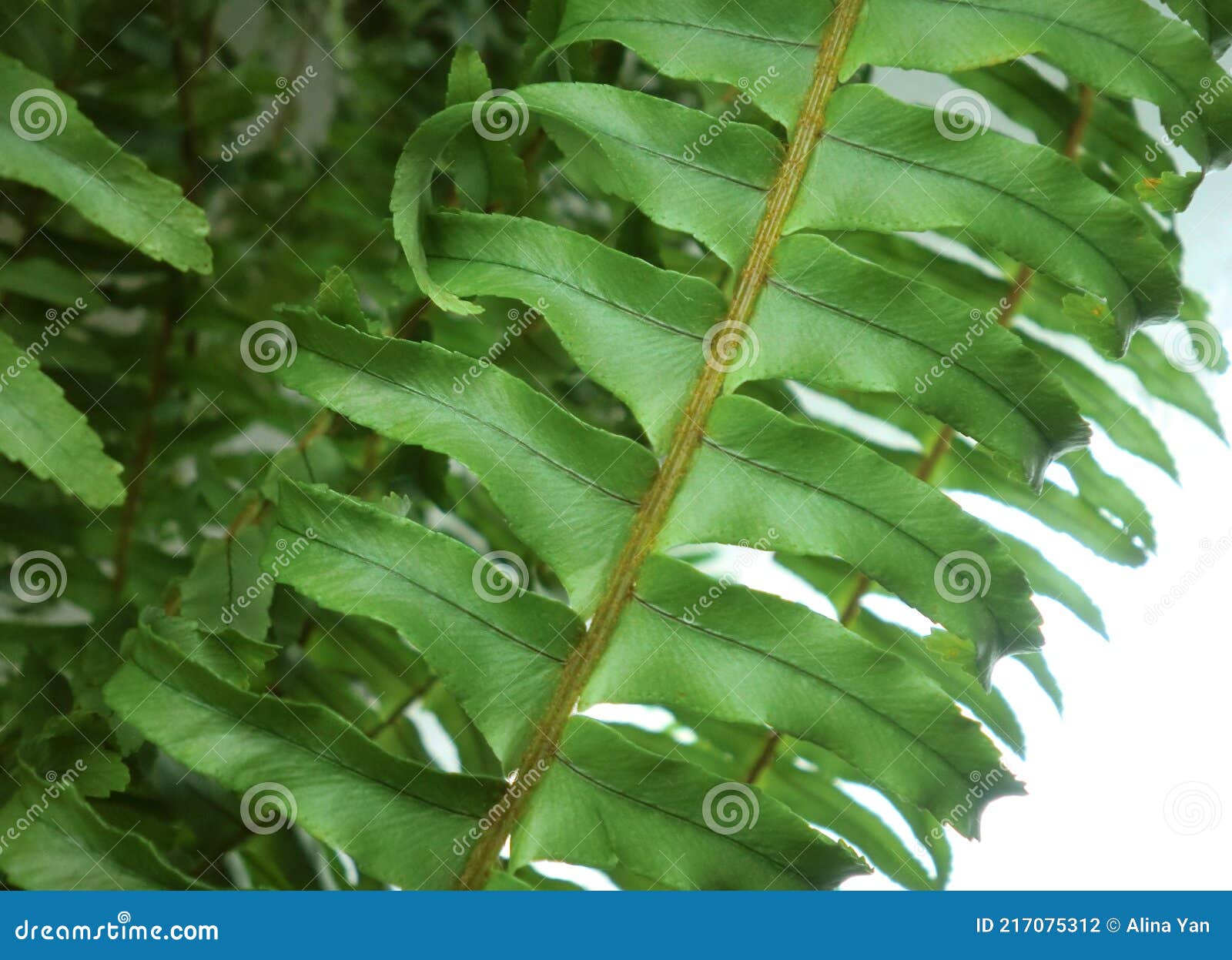 Decorative fern stock photo. Image of close, nephrolepis - 217075312