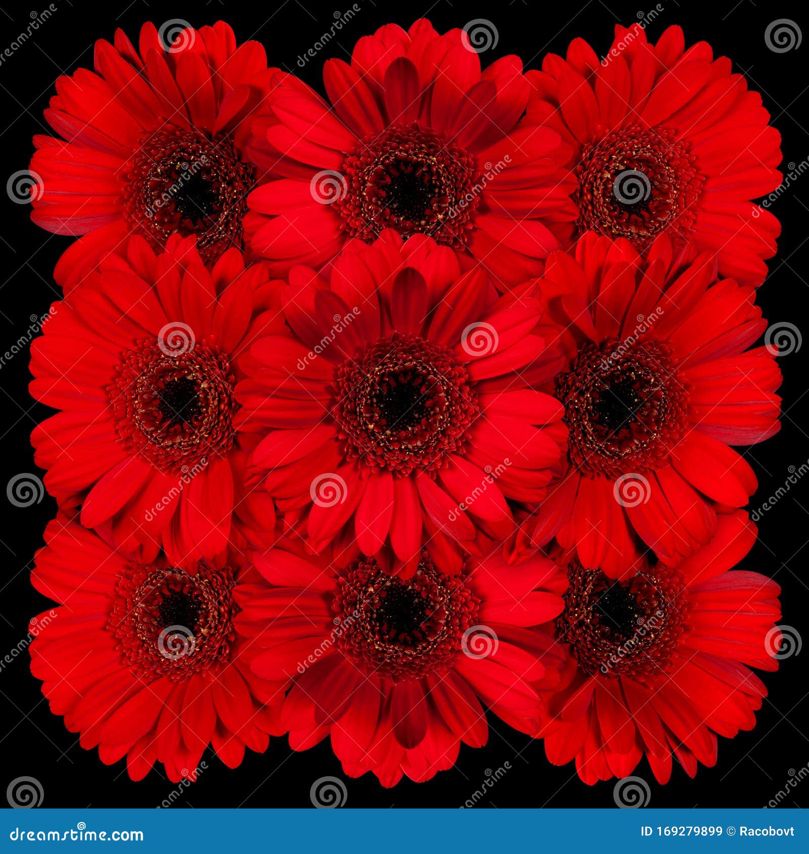 Decorative Panel of Several Red Gerberas on a Black Stock Image - Image ...